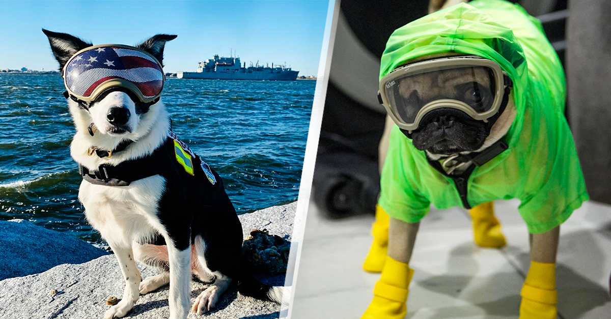 18 Perritos que tienen un trabajo y lo cumplen con alegría