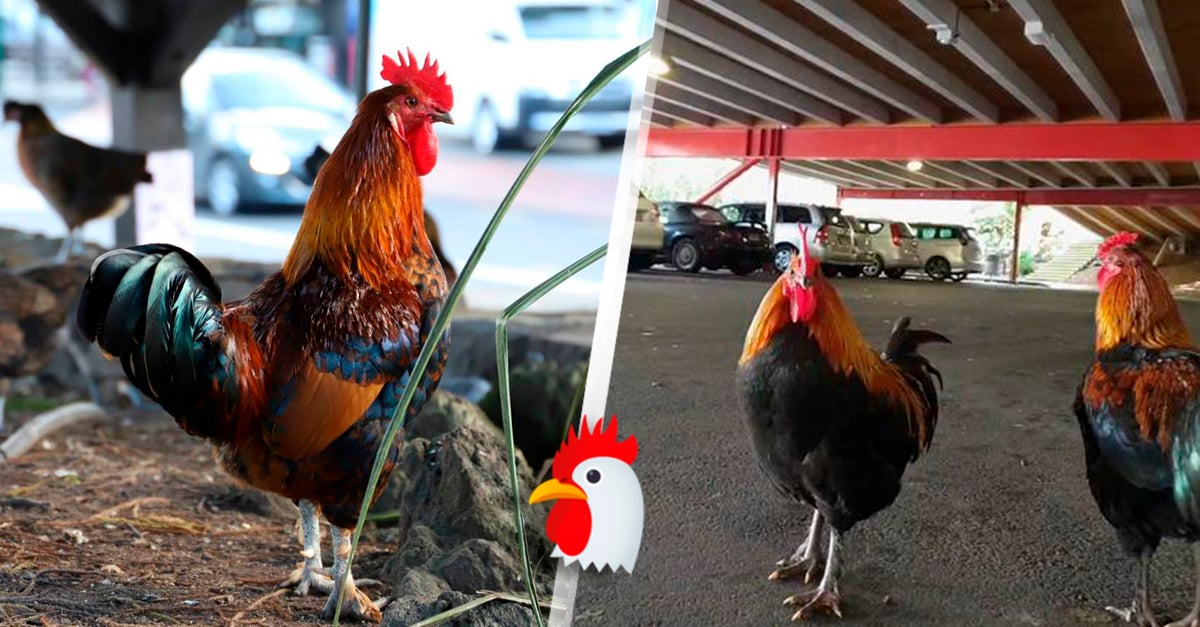 Increíble, hay una plaga de pollos salvajes en Nueva Zelanda