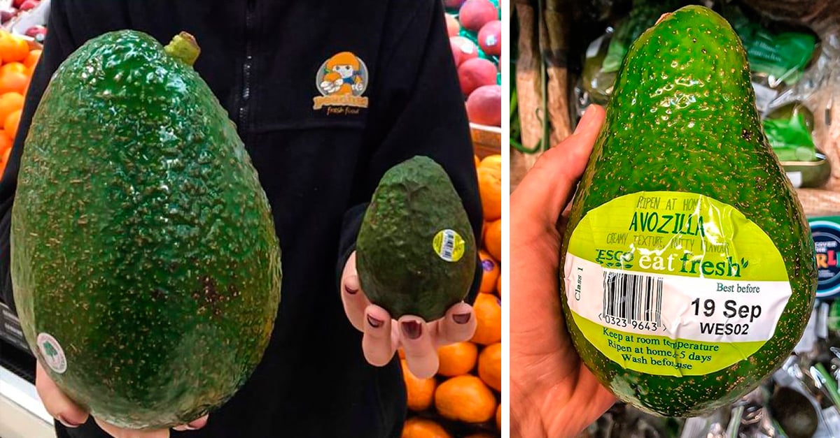 Avozilla, el aguacate gigante que te va a hacer suspirar