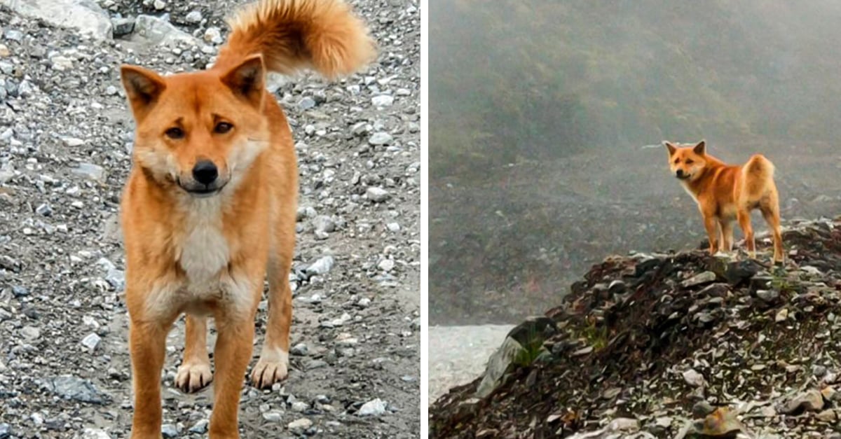 Reaparece raza de perros cantores que se creía extinta