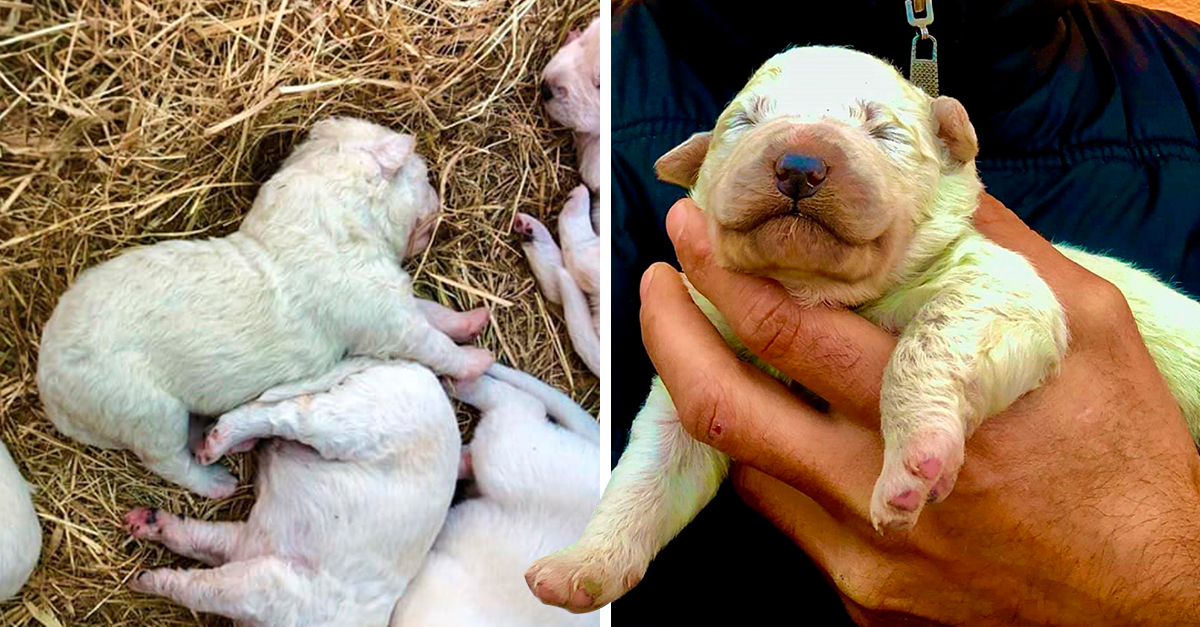 En Italia nació un raro perro verde y es la sensación