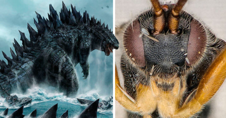 14 Peleas que demuestran que Godzilla es el “Rey de los Monstruos”