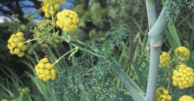 21 cosas que son increíbles y no te enseñarán en la escuela