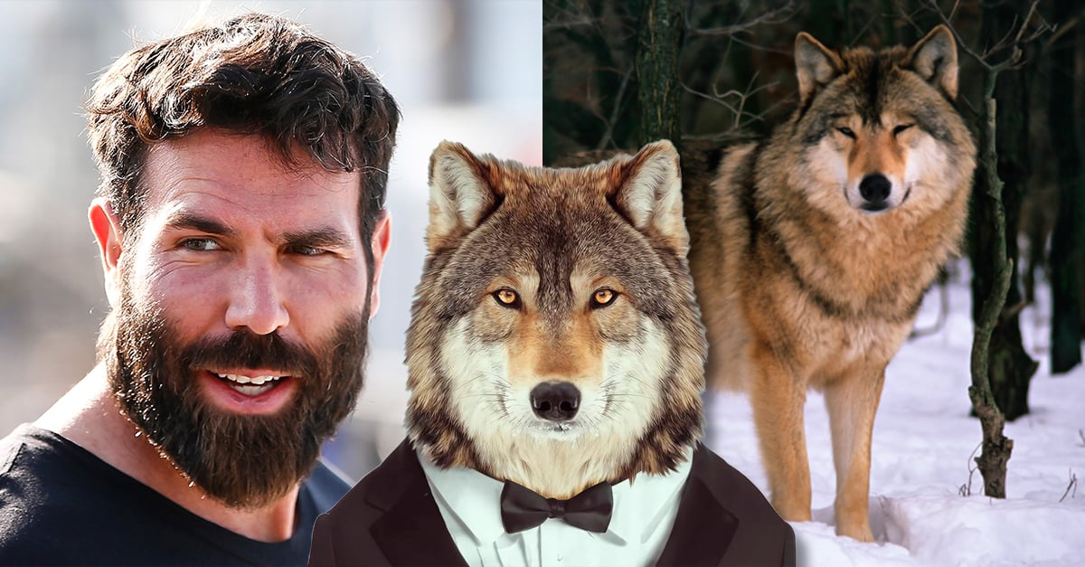 ¿Por qué comparamos a un lobo macho alfa con el hombre?
