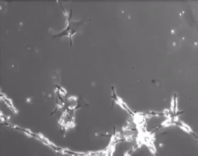 Descubren estos genes que siguen activos cuando morimos