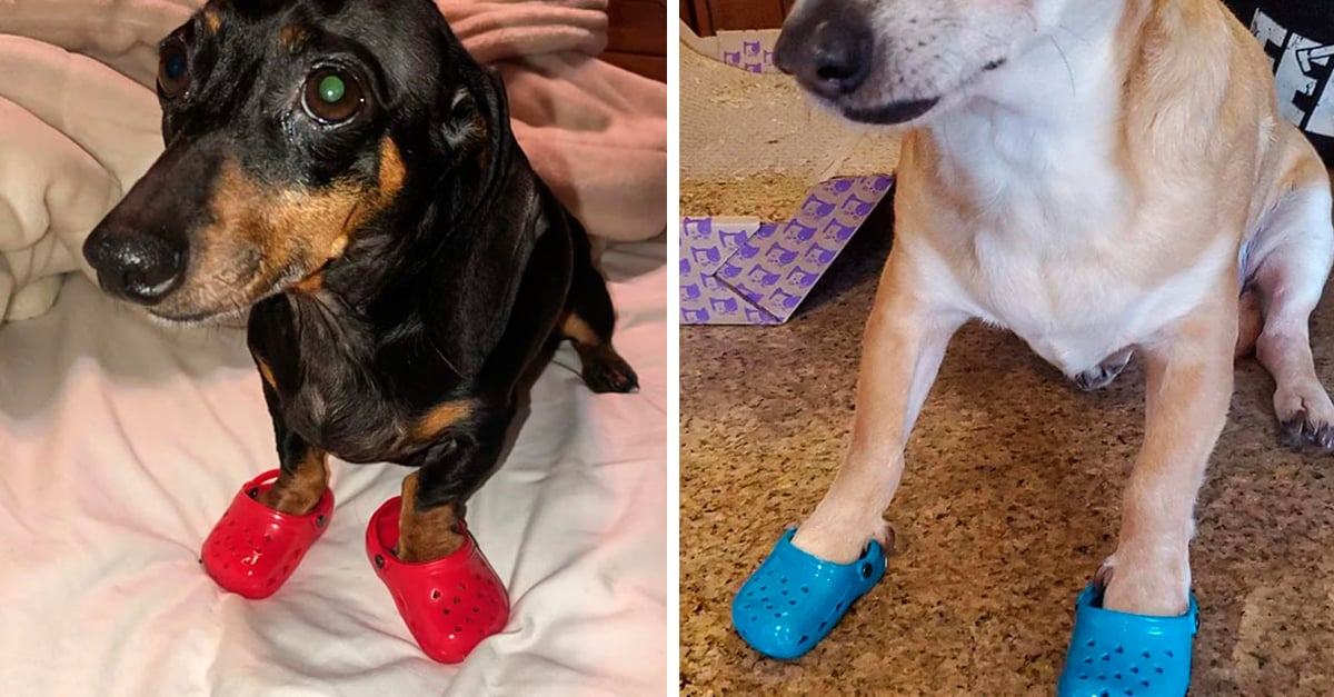 Lanzan crocs para perritos y no sabemos qué pensar
