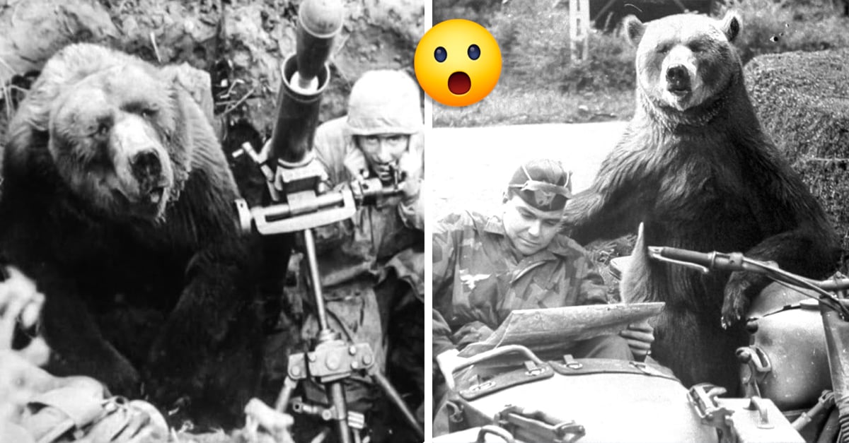 La historia de Wojtek, el oso soldado del ejército polaco La historia de Wojtek, el oso soldado del ejército polaco