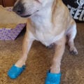 Lanzan crocs para perritos y no sabemos qué pensar