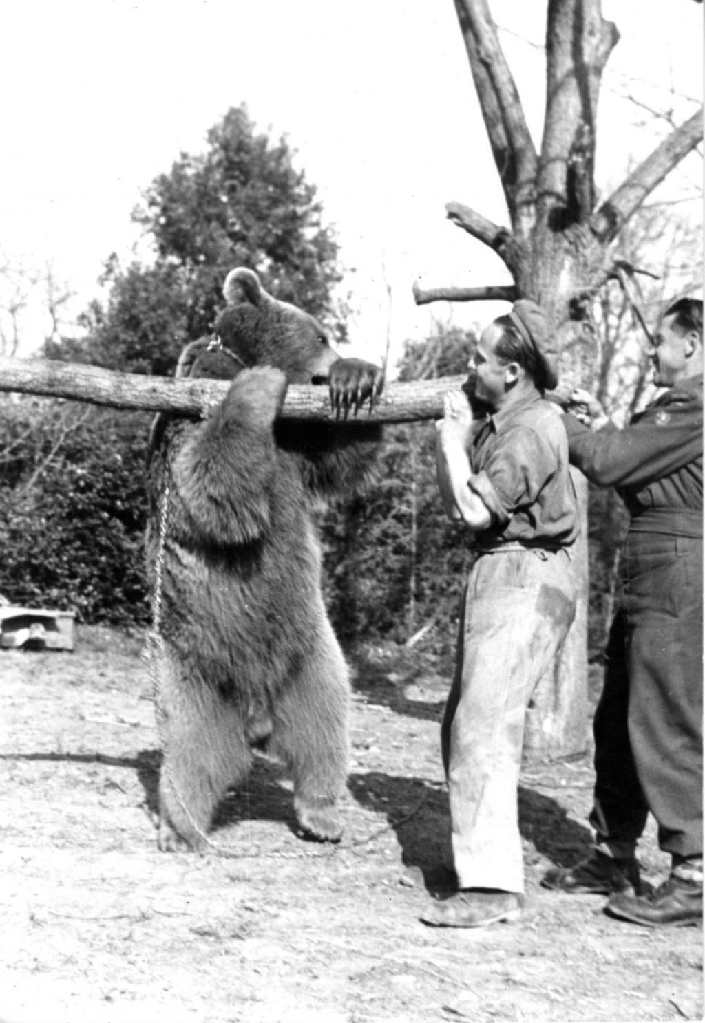 La historia de Wojtek, el oso soldado del ejército polaco La historia de Wojtek, el oso soldado del ejército polaco