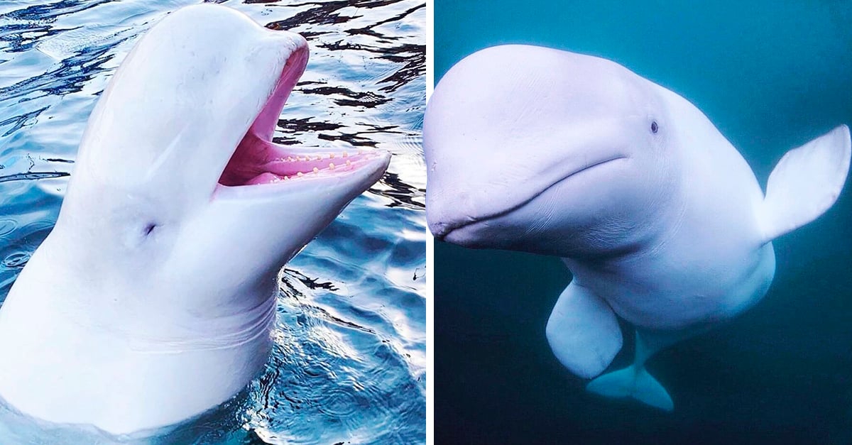 Esta ballena beluga fue acusada de ser una espía rusa