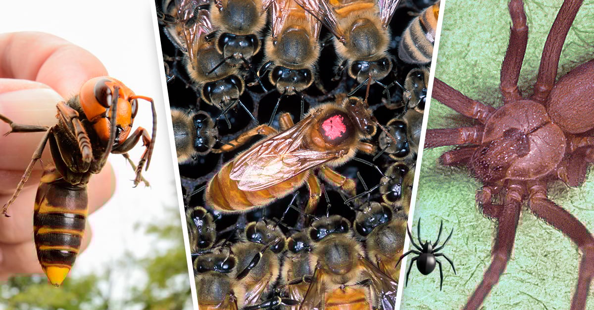 Los 10 insectos más peligrosos y mortales del mundo