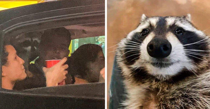 Mapache captado pidiendo una dona en el Donkin’ Donuts