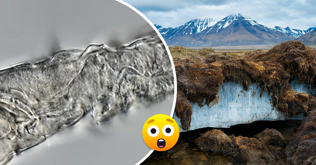 Revive animal congelado en Siberia de hace 24 mil años