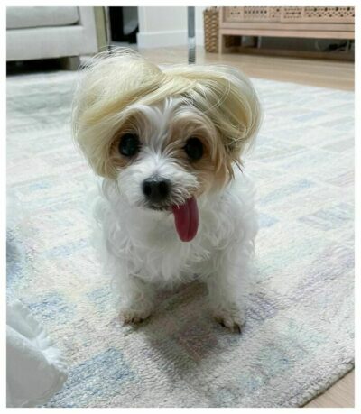 21 Perritos con peluca, lo que necesitas para sonreír