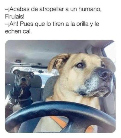 Perrito atropella a un humano y se desatan los memes