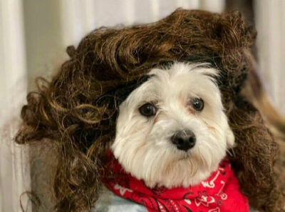 21 Perritos con peluca, lo que necesitas para sonreír