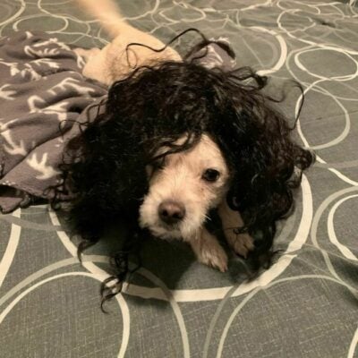 21 Perritos con peluca, lo que necesitas para sonreír