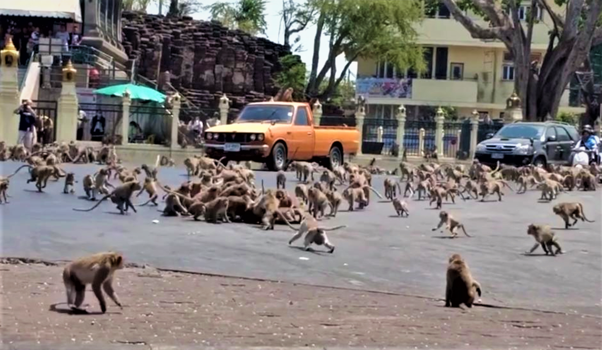 Pelea monumental entre dos pandillas de monos en Tailandia
