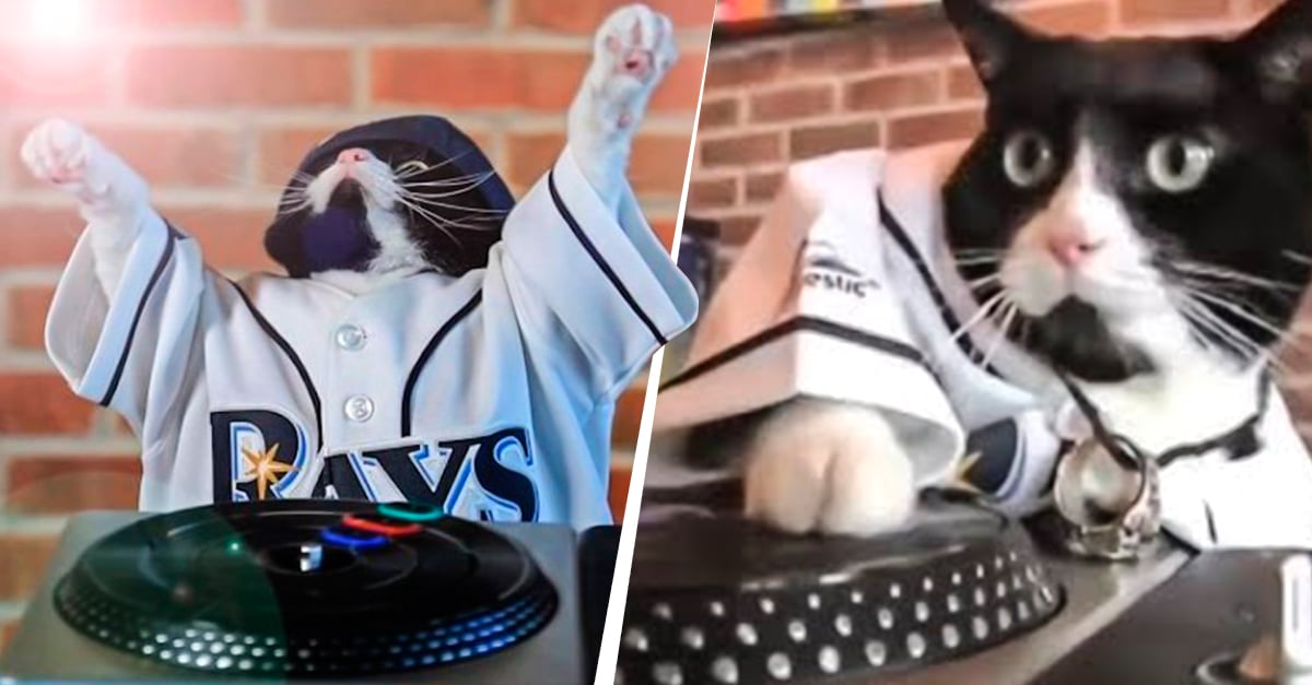 Gato DJ no deja dormir a sus vecinos en un edificio de Lugo