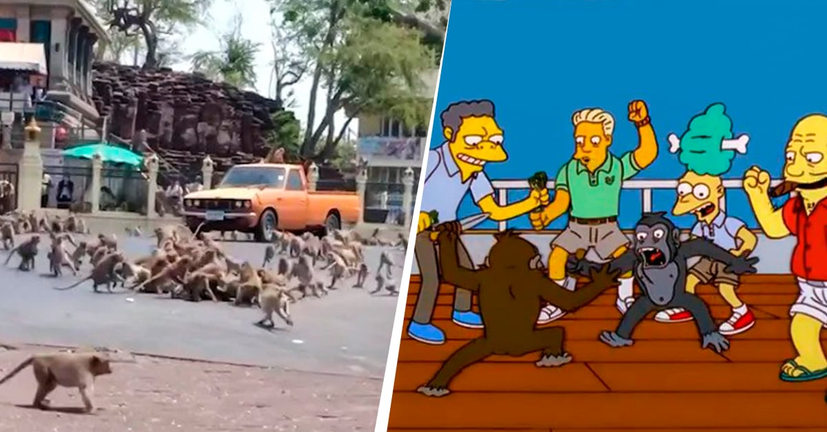 Pelea monumental entre dos pandillas de monos en Tailandia