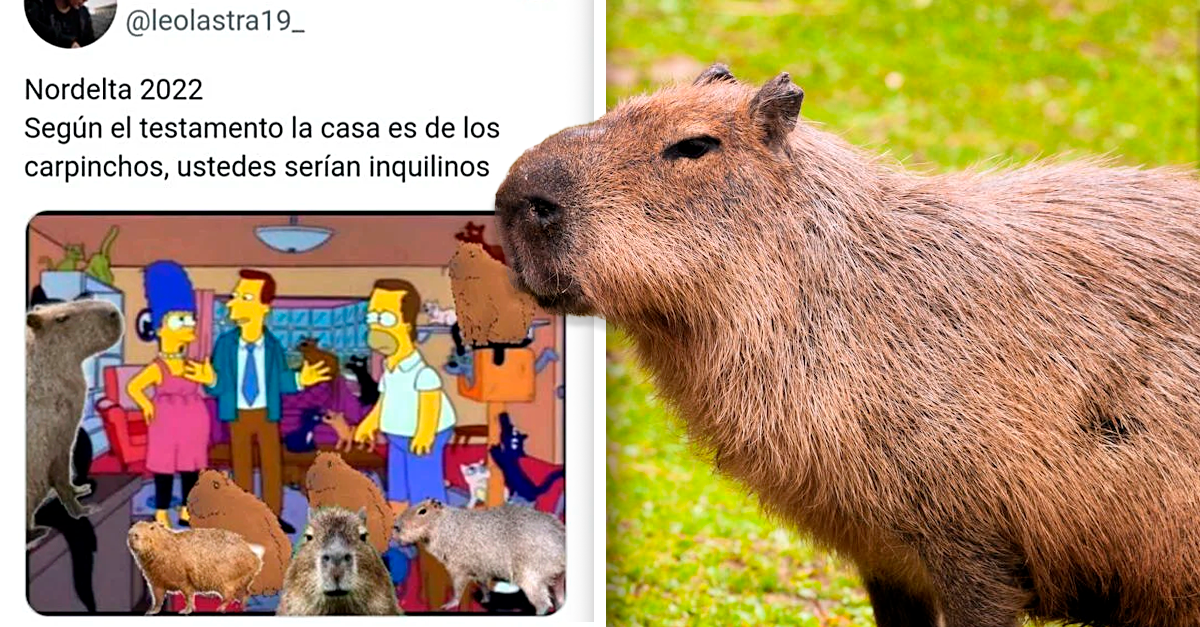 Capibaras se apoderan de barrio en Argentina y hay memes