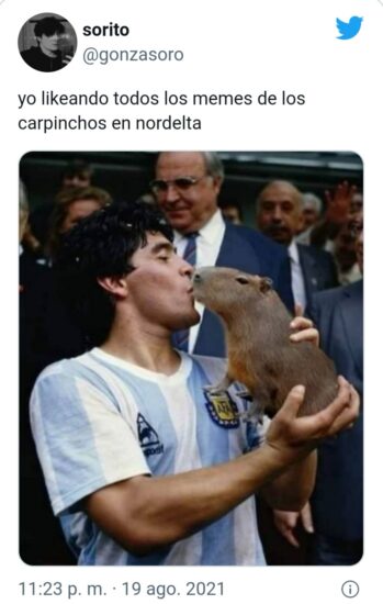 Capibaras se apoderan de barrio en Argentina y hay memes