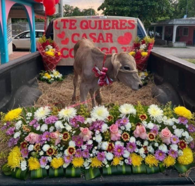 Hombre pide matrimonio a su novia y le regala un becerrito