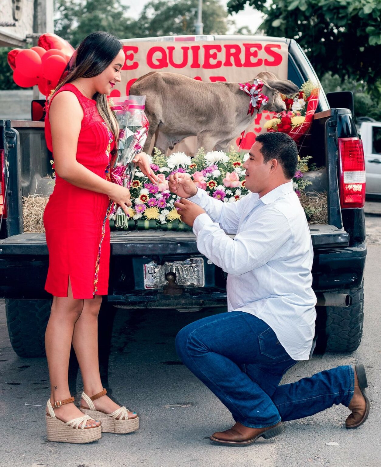 Hombre pide matrimonio a su novia y le regala un becerrito