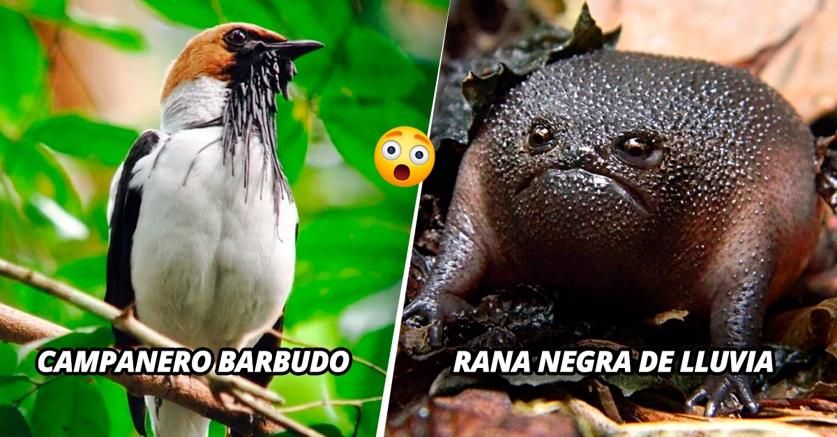 10 Animales extraños que no creerás que existen en el mundo