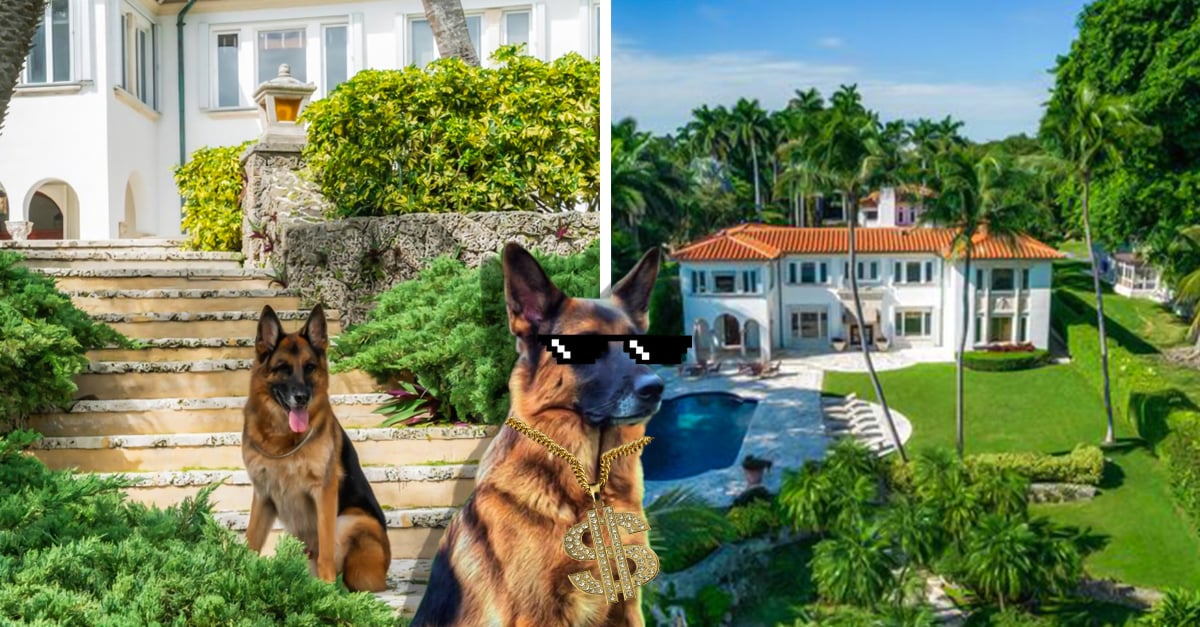 La historia de Gunther VI, el can millonario que vende su mansión