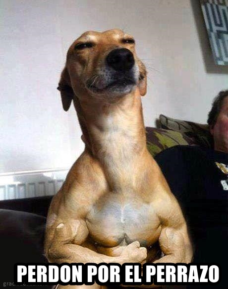 Gato sufre hipertrofia muscular y se vuelve viral en redes