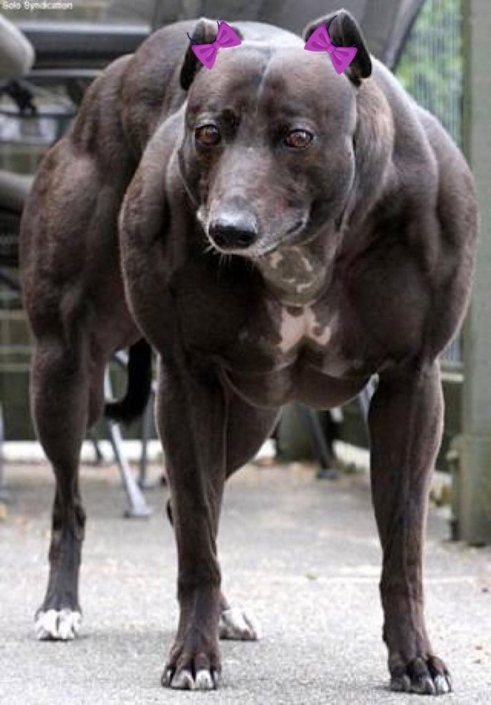 Gato sufre hipertrofia muscular y se vuelve viral en redes