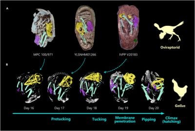 “Baby Yingliang”, el fósil de embrión de dinosaurio más bello