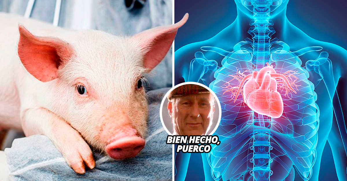 Éxito: Primer trasplante de corazón de un cerdo a un humano