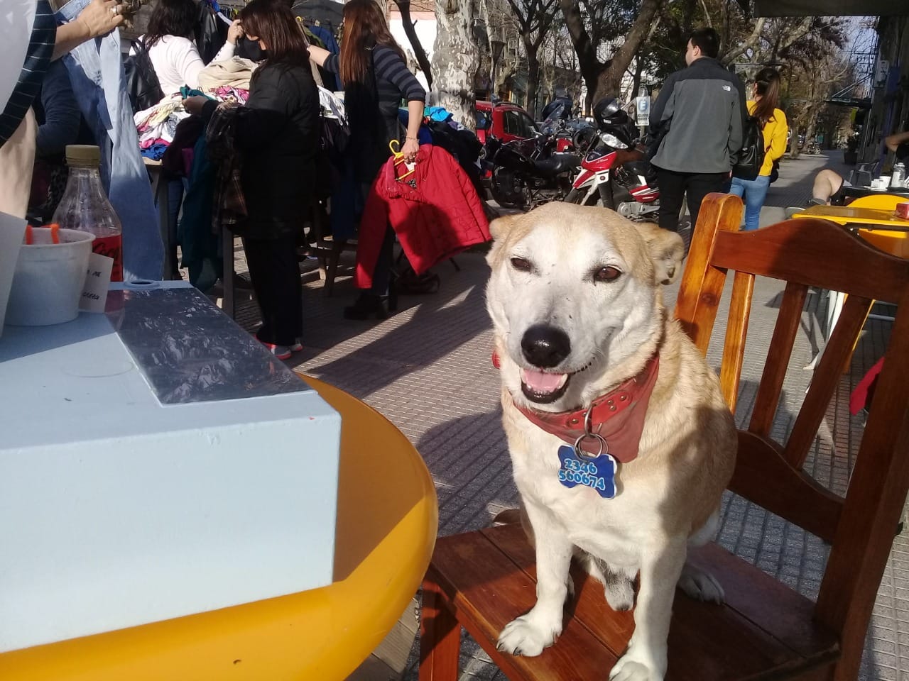 Corchito, el perro que les hace compañía a los clientes de un bar