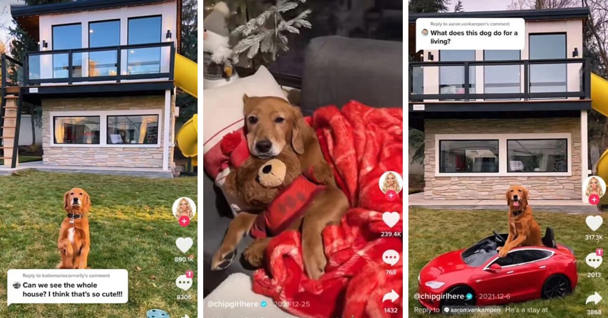 Perro lleva una vida de rico; su casa es más grande que la tuya