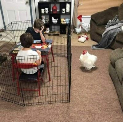 35 Increíbles imágenes random encontradas navegando en internet