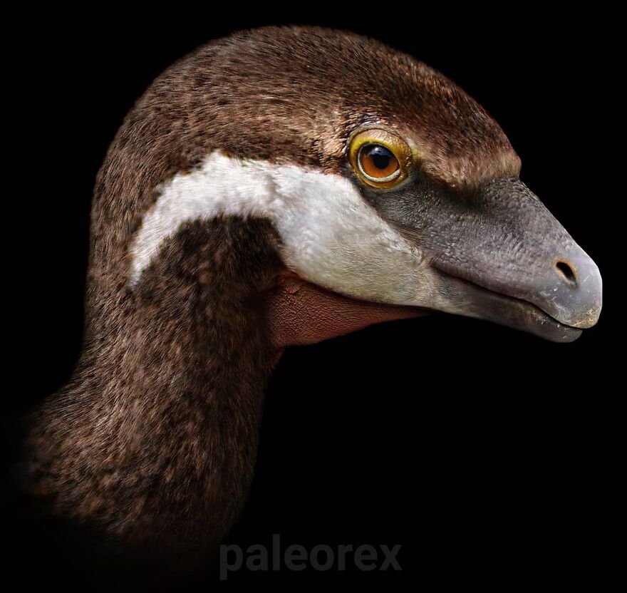 Estas ilustraciones representan cómo se verían los animales prehistóricos