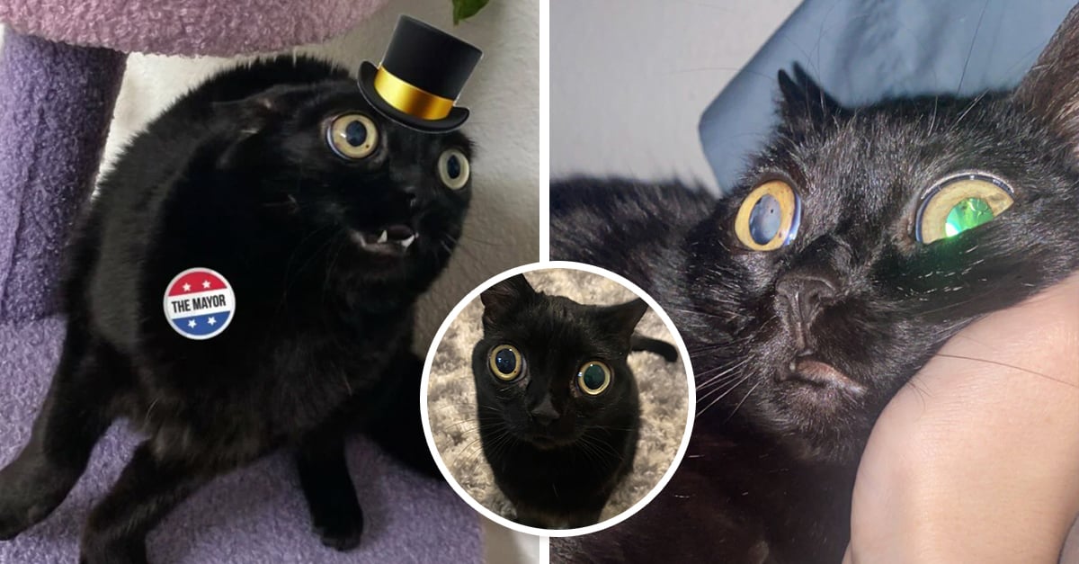 Conoce a Jinx, la gata alcalde de un pueblo llamado “Infierno”