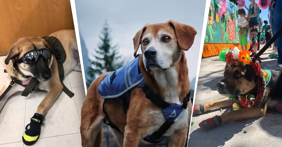 28 Perritos trabajadores que se merecen toda nuestra admiración