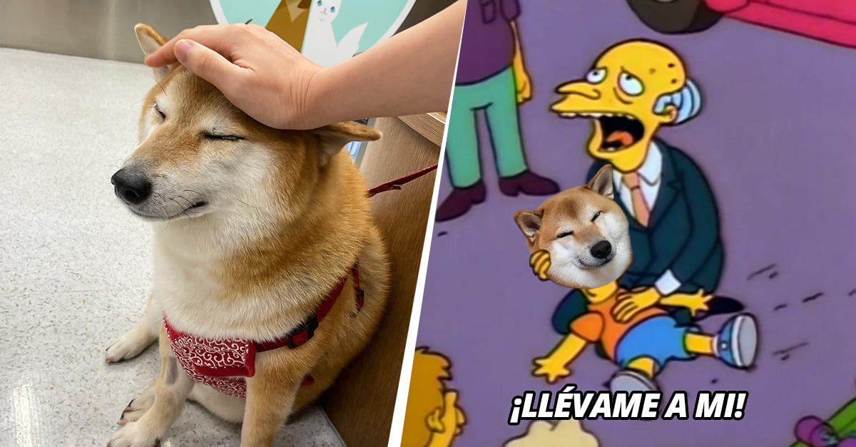 Cheems está enfermo y todos rezamos para que recupere su salud