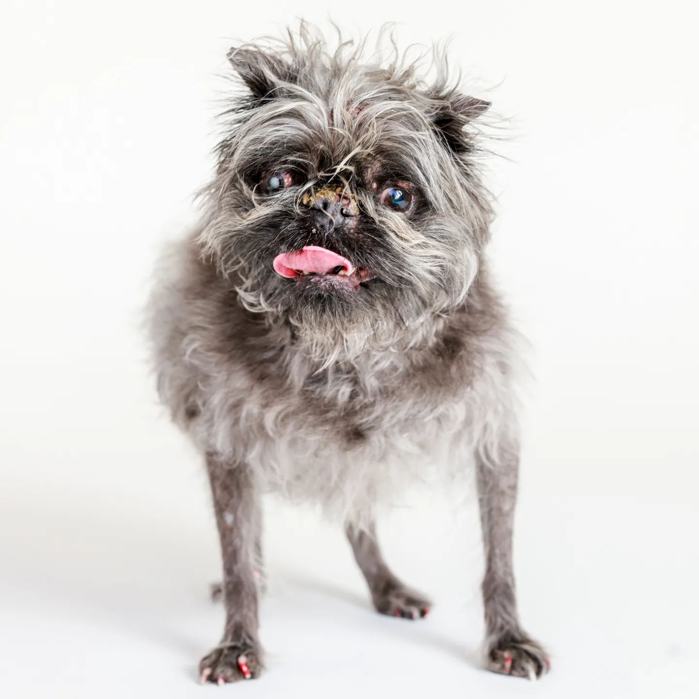 Mr. Happy Face ganó un concurso como El perro más feo del mundo