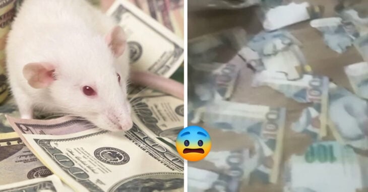 Rata en India se metió al ATM y se comió casi 18 mil dólares