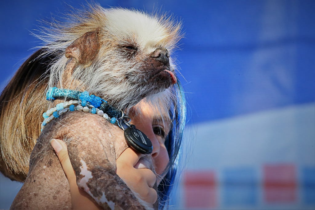 Mr. Happy Face ganó un concurso como El perro más feo del mundo