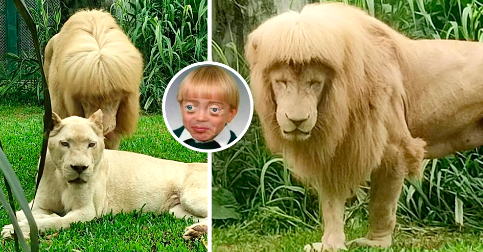 León aparece con un look de roquero de los 80 y es genial