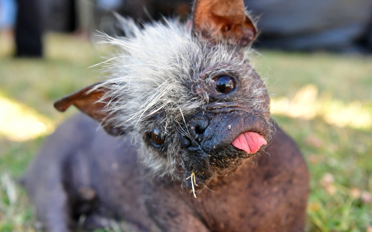 Mr. Happy Face ganó un concurso como El perro más feo del mundo