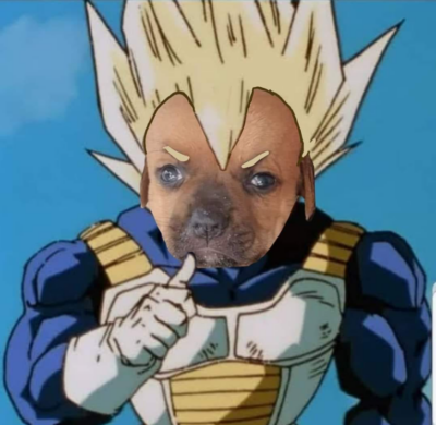 Dan perrito en adopción en redes y se vuelve un meme legendario