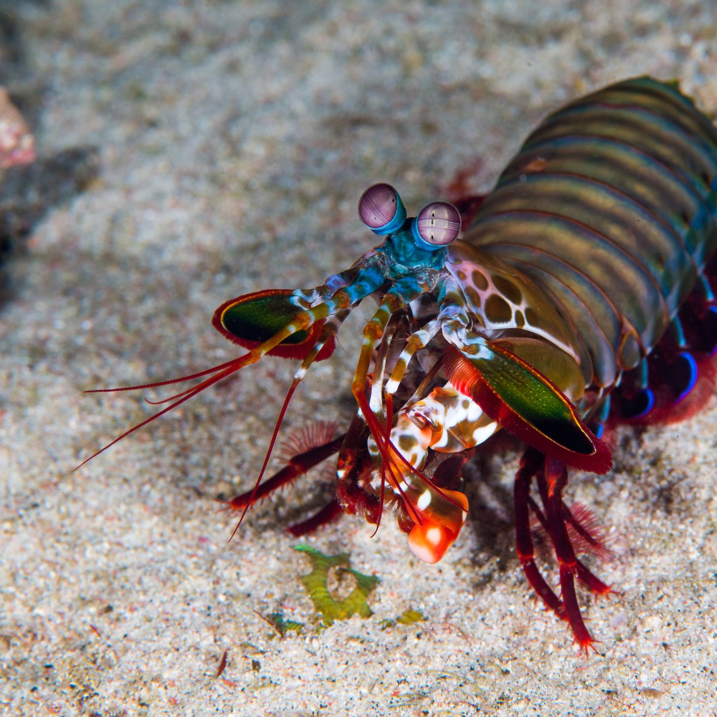 22 Extrañas criaturas subacuáticas que nos sorprenden