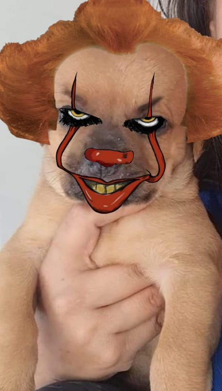 Dan perrito en adopción en redes y se vuelve un meme legendario