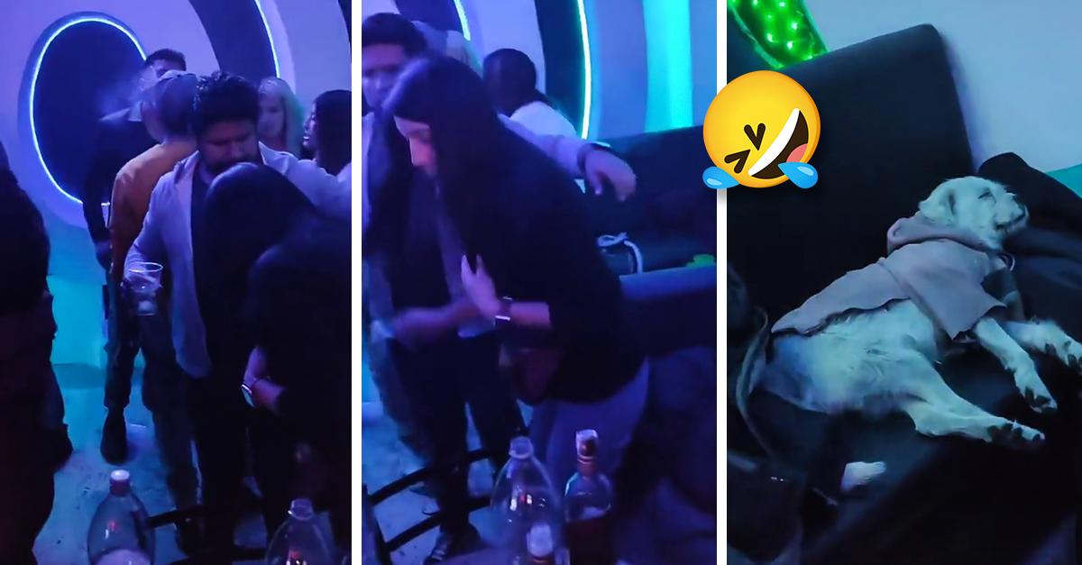 Perrito acompaña a humana al antro y se queda dormido